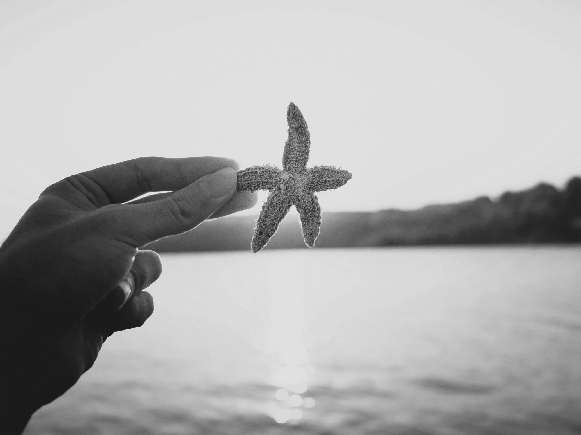 What Leaders Can Learn From a Dying Starfish - DANE MCFARLANE